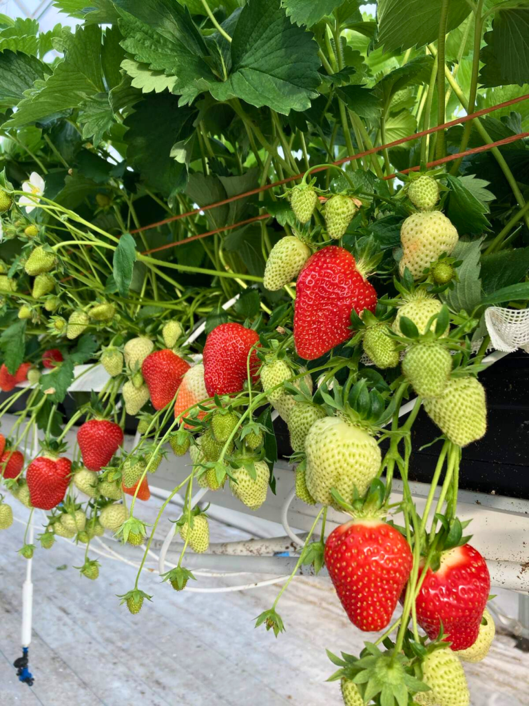 Novafruit | Small fruit plant propagator