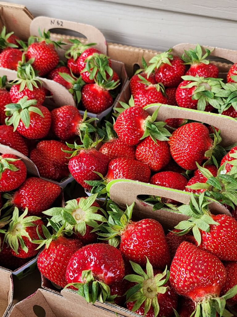 Dely | Fraisier à jour court précoce | Novafruit